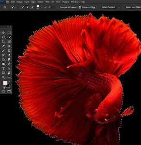 How to Cut Out an Image in Photoshop